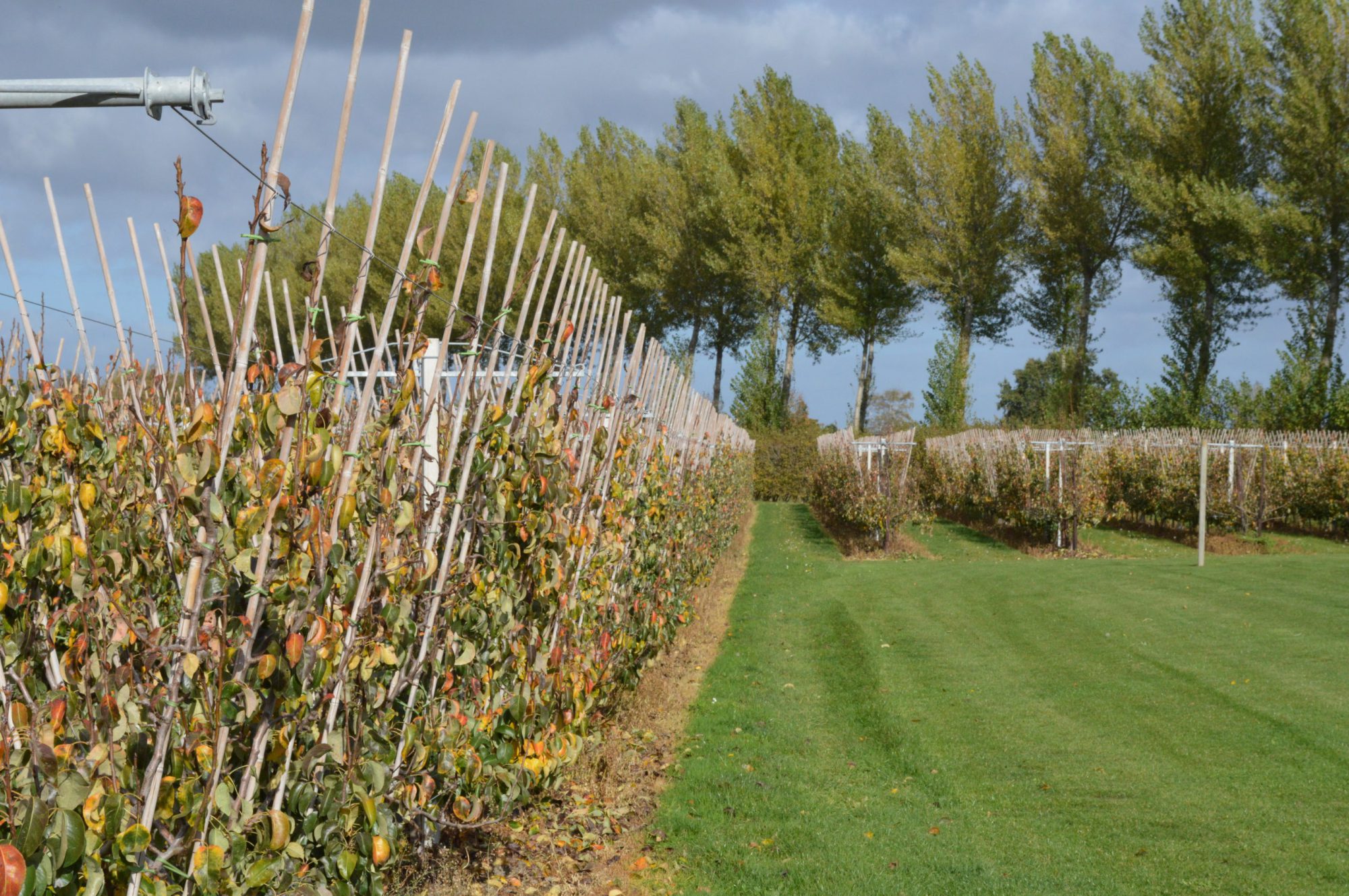 Fruitteelt winterlezing - de Stenge | Van Iperen