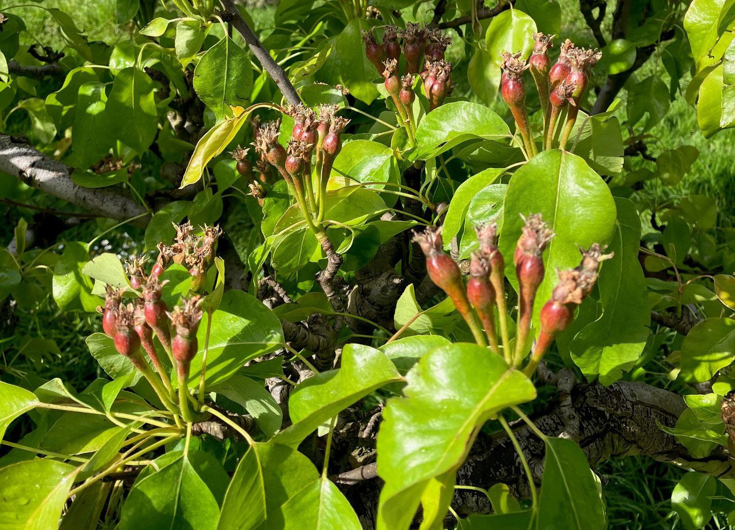 Een vitaal fruitgewas met... Powerleaf Mangaan Plus | Van Iperen