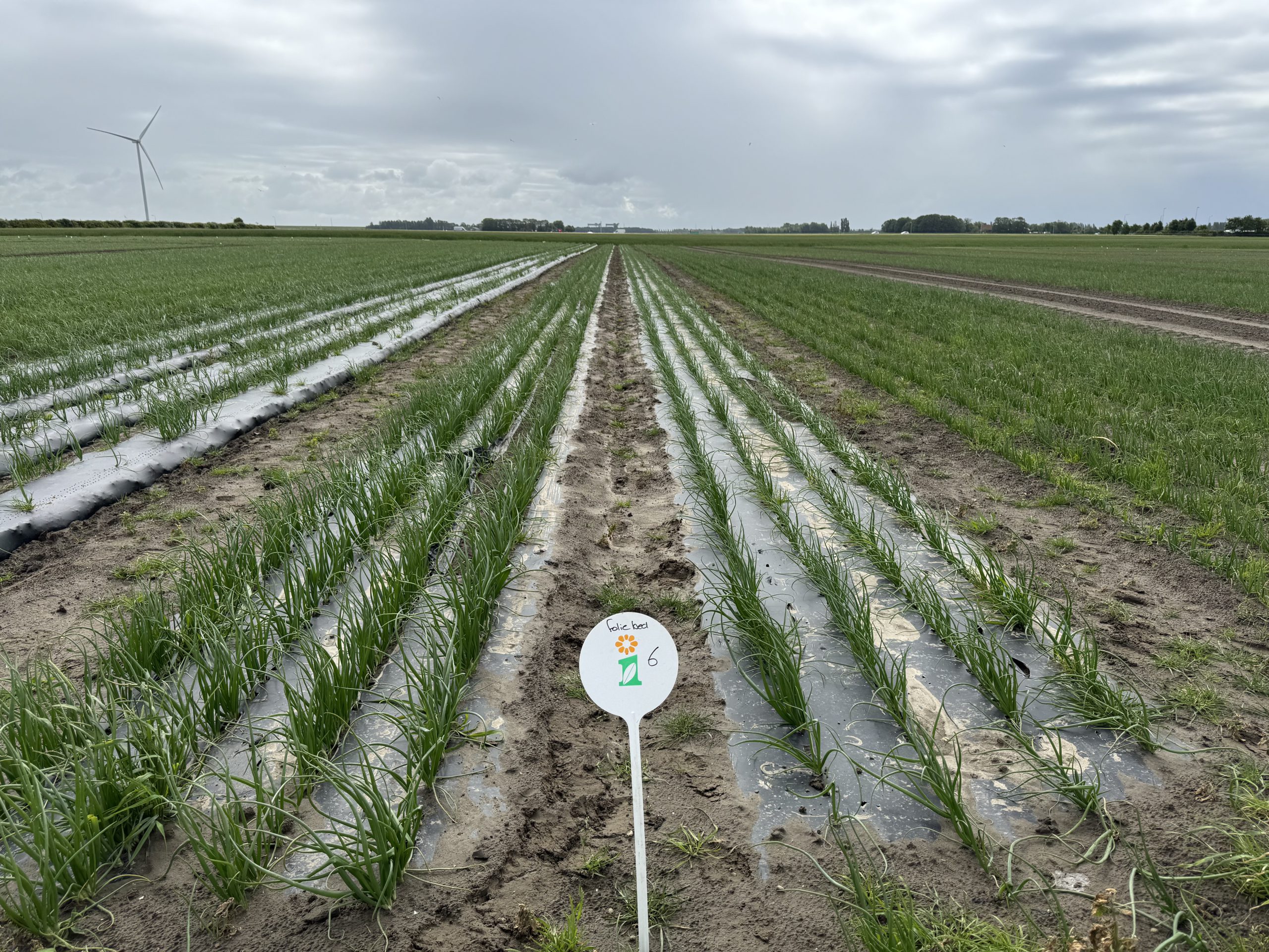 Uien telen met minder water | Van Iperen